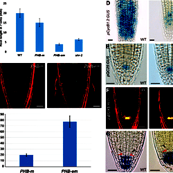 PHB in the stele regulates root meristem and growth activity in a QC ...