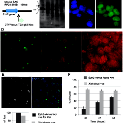 The Ezh2-Venus protein is recruited at the nascent inactive X ...