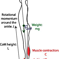 Single inverted pendulum model of stance.