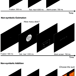 Psychophysical tasks used to measure ANS acuity, with non-symbolic ...