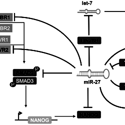 Schematic overview of our proposed regulatory network between miR-27 ...