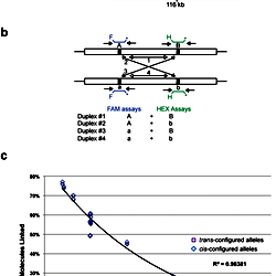 Phasing CFTR variants in the genomes of cystic fibrosis patients.