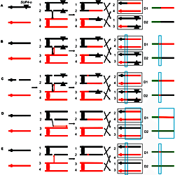Patterns of loss of heterozygosity (LOH).