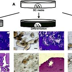 Three-dimensional differentiation assay for cells expanded from SI and LI.
