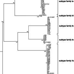 Phylogenetic analysis.