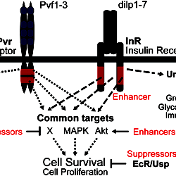 Model of Pvr and InR impact on cell survival control.