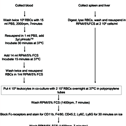 Flow chart of the in vitro erythrophagocytosis assay protocol.