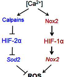 Schematic representation of feed-forward ROS-induced ROS mechanism by ...