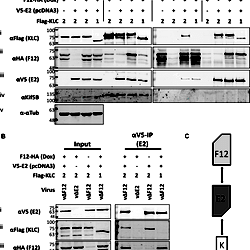 E2 interacts with KLC2 and is necessary and sufficient to mediate F12 ...