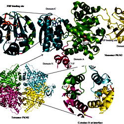 3D structure of wild PKM2 monomer.