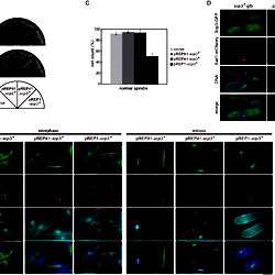 Localization of Scp3.