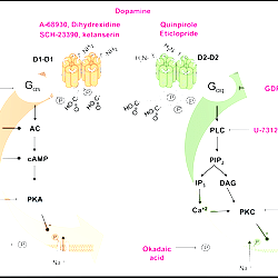 Scheme of the signaling pathways activated by D1- and D2-like receptors ...