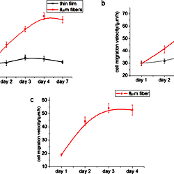 Cell migration velocity after 24 hours under different conditions.