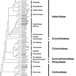 Phylogenetic tree based on maximum parsimony of 69 accessions belonging ...