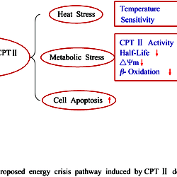 A proposed energy crisis pathway induced by CPT II deficiency.