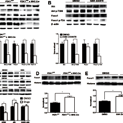 Western blot analysis of the PDK1 signaling pathway.