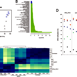 Functional transcriptomics and methylation analysis.