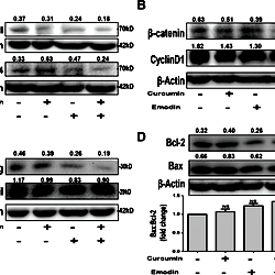 Combined effects of curcumin and emodin on EMT markers, effectors of TGF-β signaling and Bax-Bcl-2.