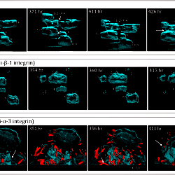 A demonstration that this system can be used to assess the effects of ...