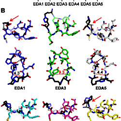 Molecular dynamics simulations of EDA peptides.