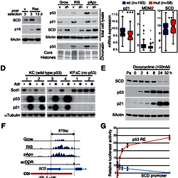 The lipogenic enzyme SCD is a direct p53-repressed target.