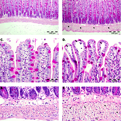 Histomorphology of normal intestines and of PAF-induced intestinal edema.