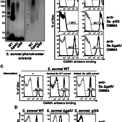 S. sonnei ΔgalU LPS mutant possesses immunogenic and antigenic Phase I ...