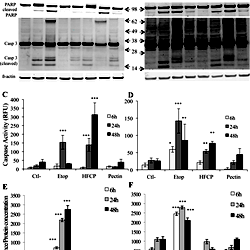 HFCP induces apoptosis in HepG2 and A549 cells.