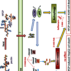 Schematic representation of possible HFCP-induced cell death mechanisms ...