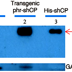 Detection of shCP protein encoded from plasmid phr-shCP in the ...