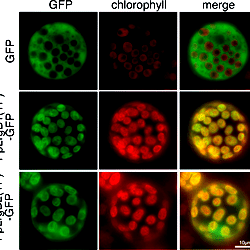 Subcellular locations of GFP fusion proteins.