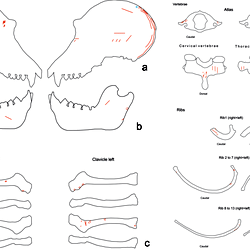 Distribution of the cut marks on: a) skull, b) mandible, c) vertebrae ...