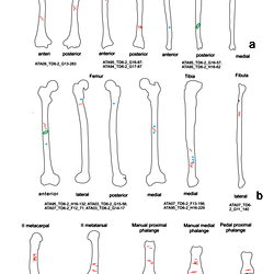 Distribution of cut marks on Homo antecessor limb bones.