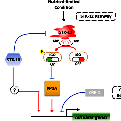 Schematic model for the proposed roles of STK-12 in regulating ...