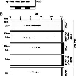 INAD Phosphorylation Patterns in the eye-PKC Null Mutant inaCP209.