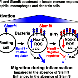 Proposed model showing Slamf1 and Slamf8 are counterparts for the ...