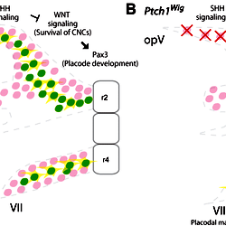 Schematic summary of elevated Shh signaling resulting in cranial nerve ...