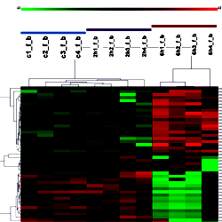 Heat map of microRNA microarray expression data from hippocampus ...