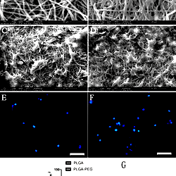 SEM morphological examination and nuclei staining.