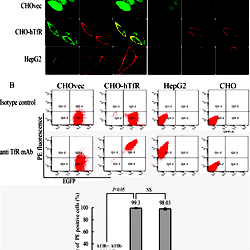 Validation of the hTfR-EGFP specificity.