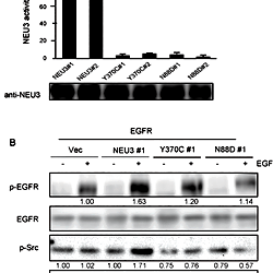 Requirement of NEU3 sialidase activity for enhanced phosphorylation of ...