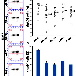 AID variants do not affect Class Switch Recombination in CH12F3 cells.
