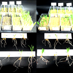 Effect of agent on seedling growth of maize varieties Huang C (HC) and ...