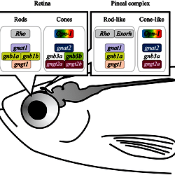 Opsin-transducin model suggested for the retina and pineal complex ...