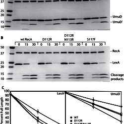 RecA D112R and RecA D112R N113R promote autocatalytic cleavage of LexA ...