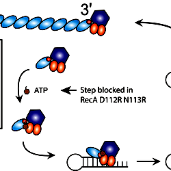 Model for pol V activation.