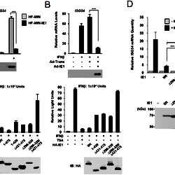 Effects of ectopic IE1 expression on the IFNβ-mediated ISG54 induction.