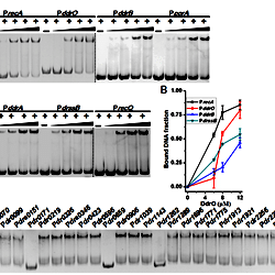 DdrO binds to the promoter regions of DDR genes in vitro.