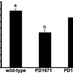 Movement of the X. fastidiosa PD1671 mutant in microfluidic chambers.