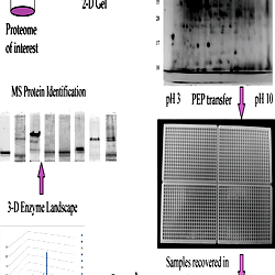 Diagram of the PEP Technology with MS protein identification.
